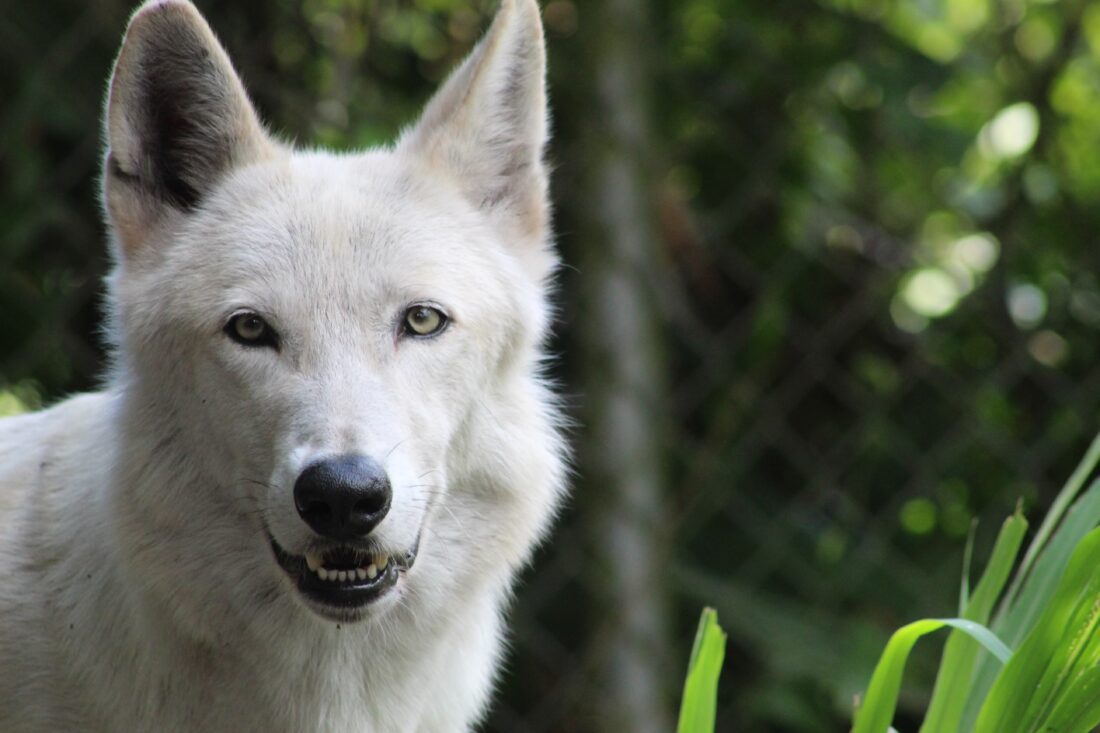 WolfStock 2024 is coming - North Fort Myers Neighbor